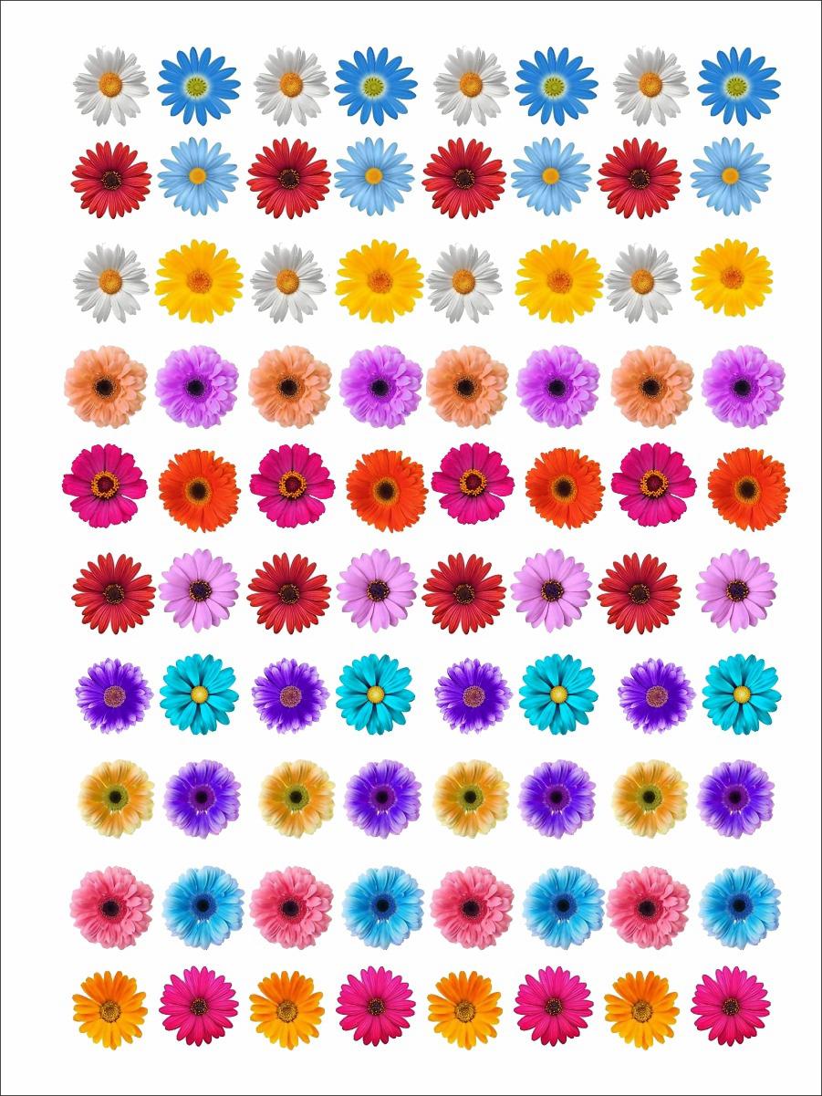 Daisy flowers mix insert sheet
